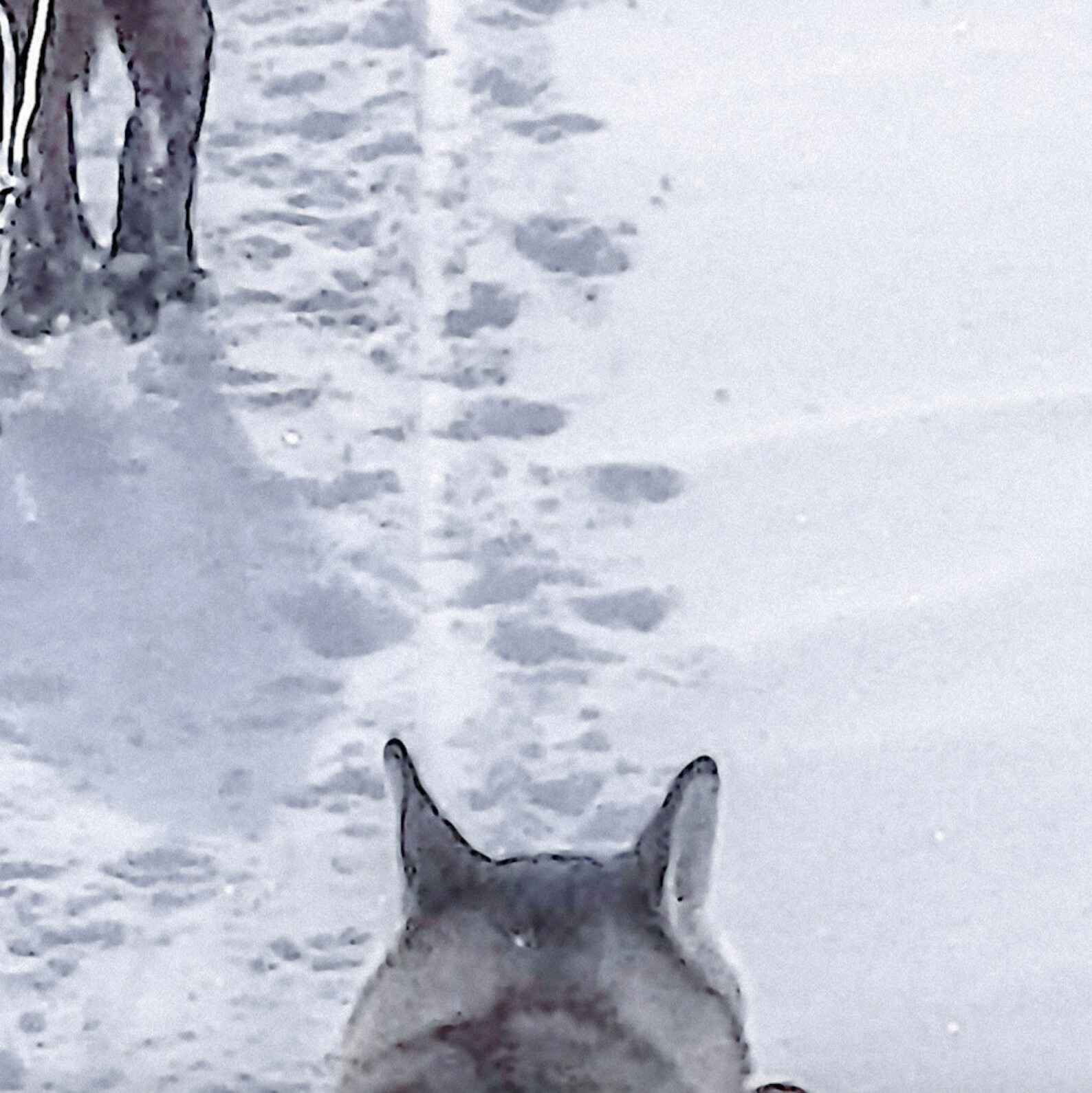 Sled Dogs Print Dog Sled Poster Winter Art Winter Travel - Etsy