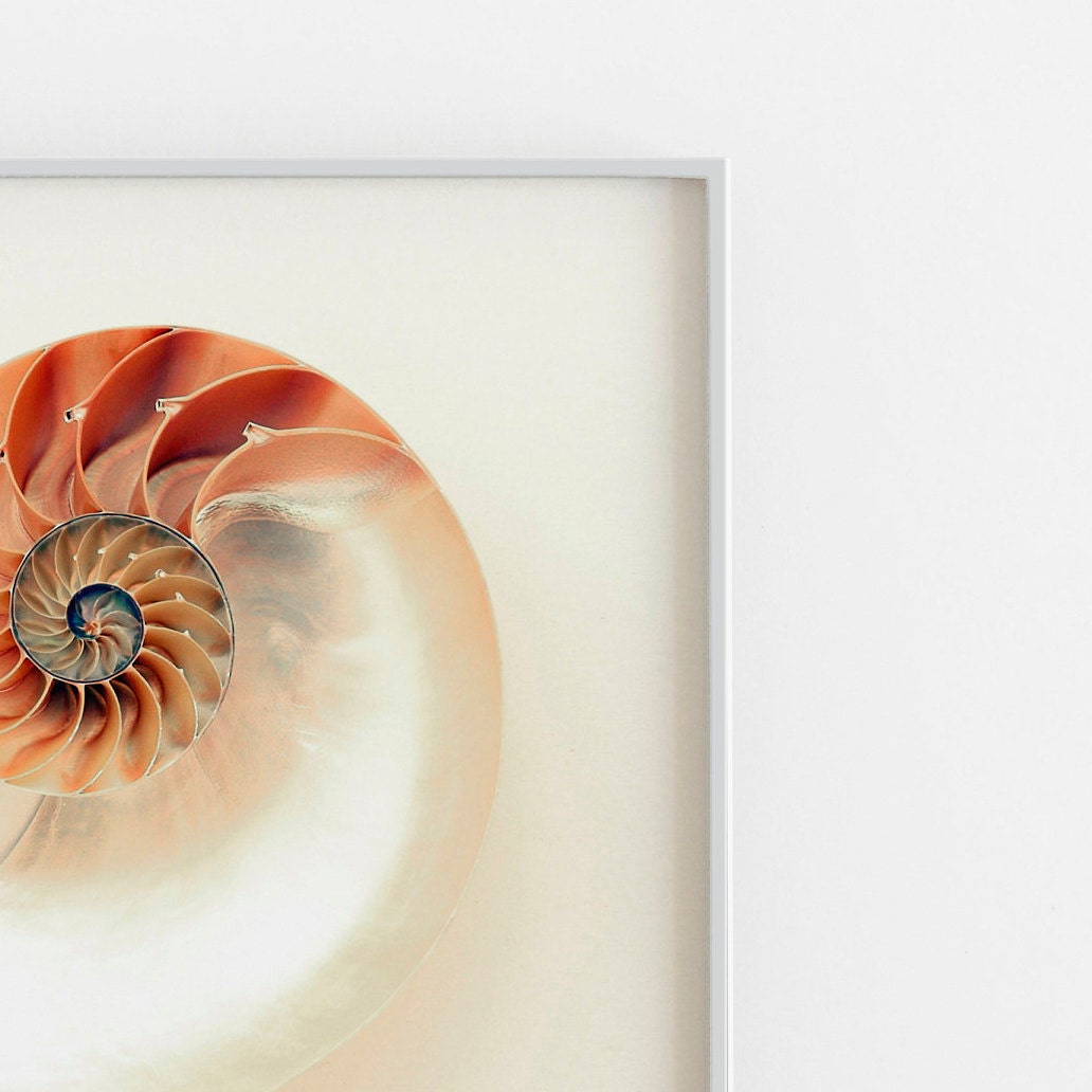 Blush Pink Nautilus Print, Mermaid Decor, Mother of Pearl Seashell ...