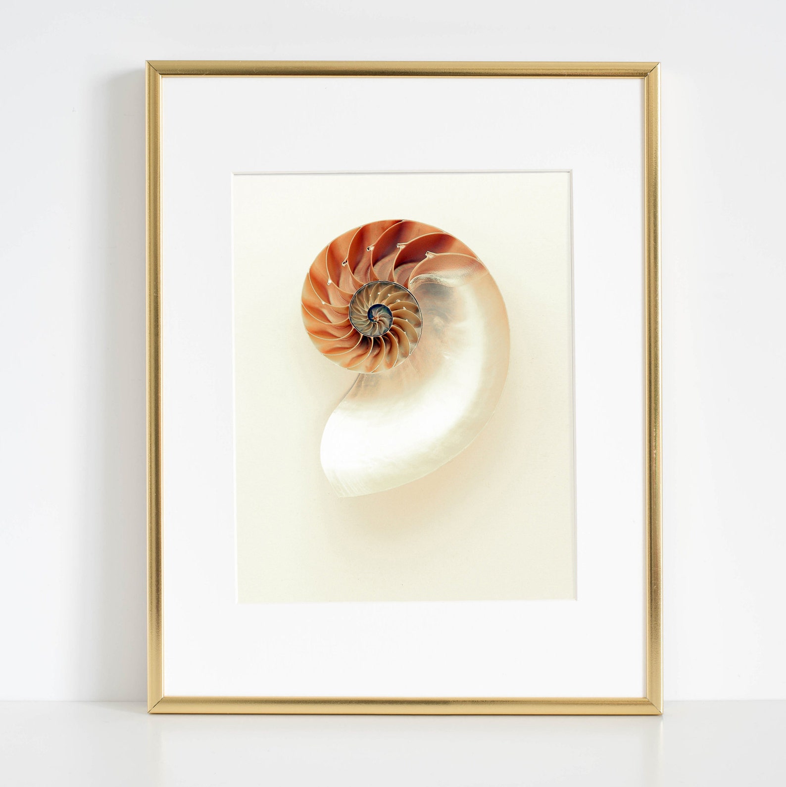 Blush Pink Nautilus Print, Mermaid Decor, Mother of Pearl Seashell ...