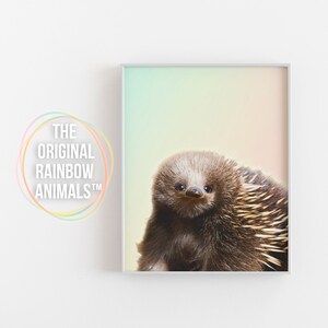 Set of 6 Australian Baby Animals Prints, Rainbow Aussie Cubs Nursery ...