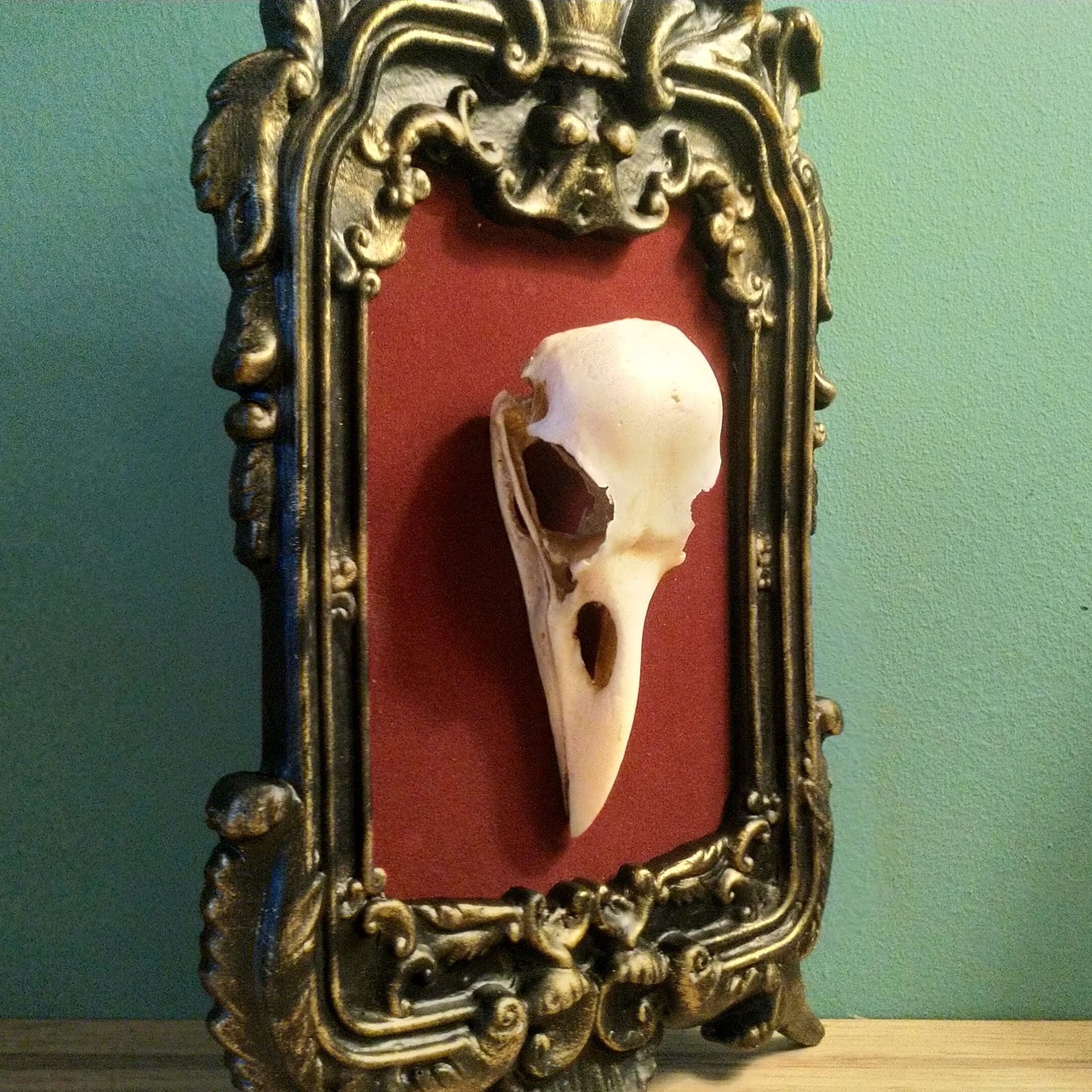 Framed Realistic Ravenskull Raven Skull Oddity Resin Casted | Etsy