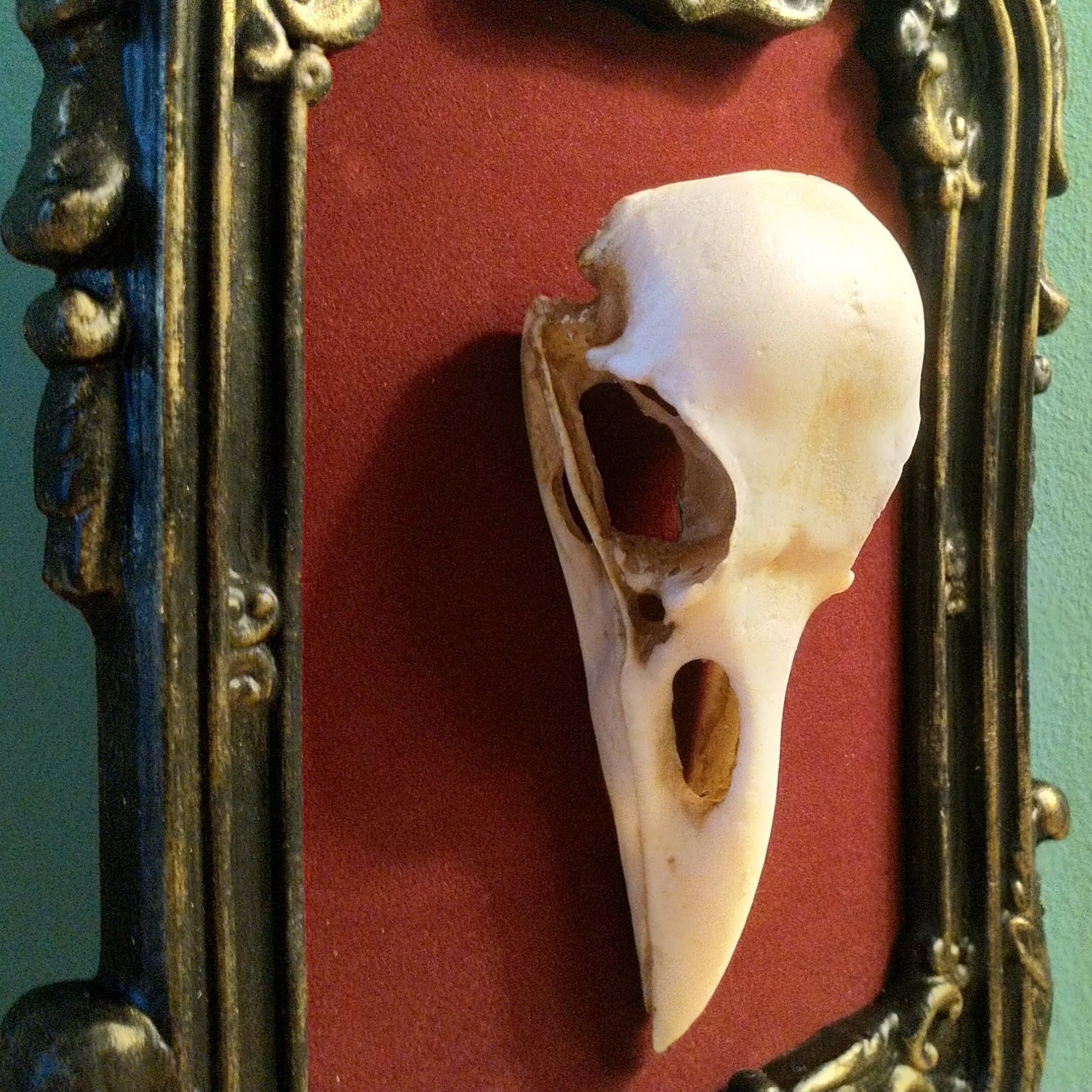 Framed Realistic Ravenskull Raven Skull Oddity Resin Casted | Etsy