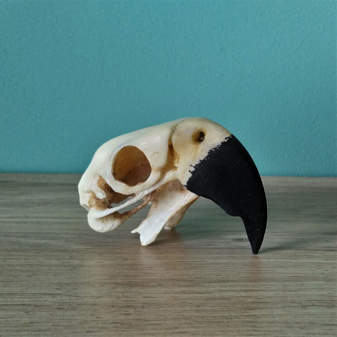 Realistic 1:1 Size Macaw Skull - Resin Casted Parrot Skull Replica ...