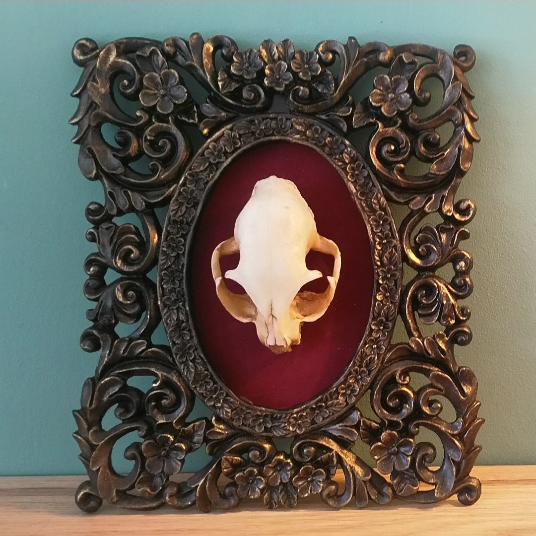 Framed Domestic Cat Skull Replica - Catskull Oddity - Fake Taxidermy ...