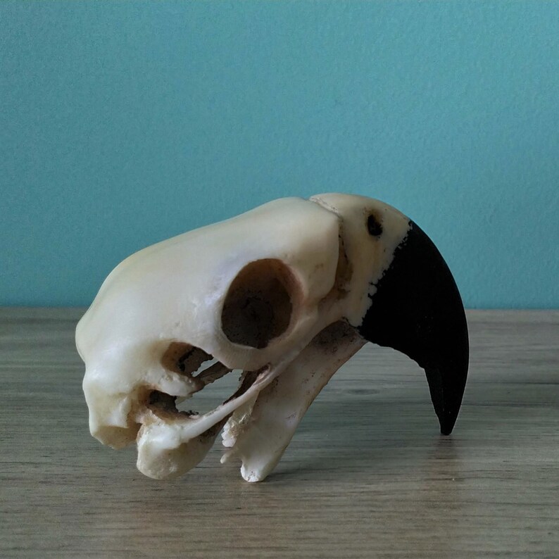 Realistic 1:1 Size Macaw Skull Resin Casted Parrot Skull - Etsy