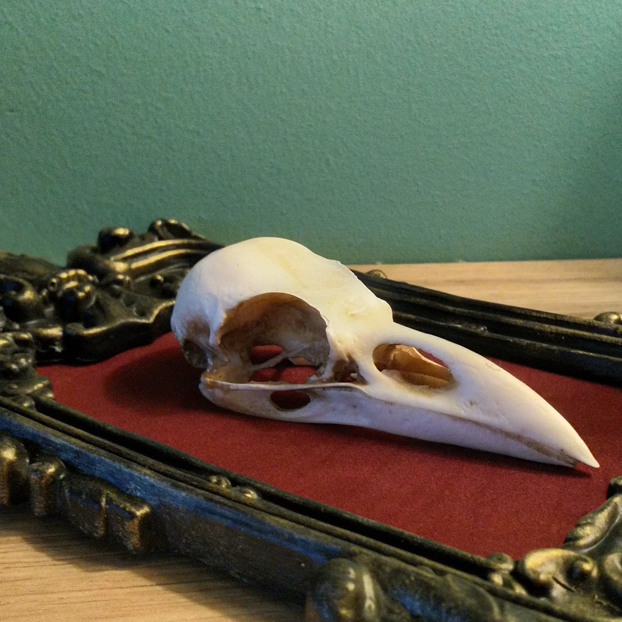 Framed Realistic Ravenskull Raven Skull Oddity Resin Casted | Etsy