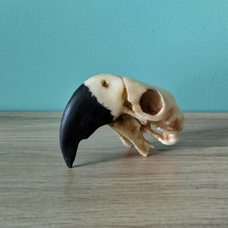 Realistic 1:1 Size Macaw Skull Resin Casted Parrot Skull - Etsy