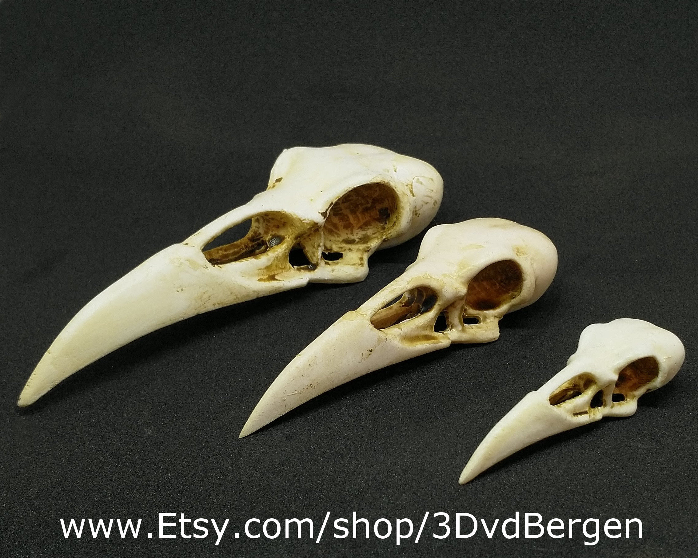 Raven Skull Front View