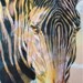 Zebra Watercolor Giclee Print: Colorful Animal Art by Susan Grogan - Etsy