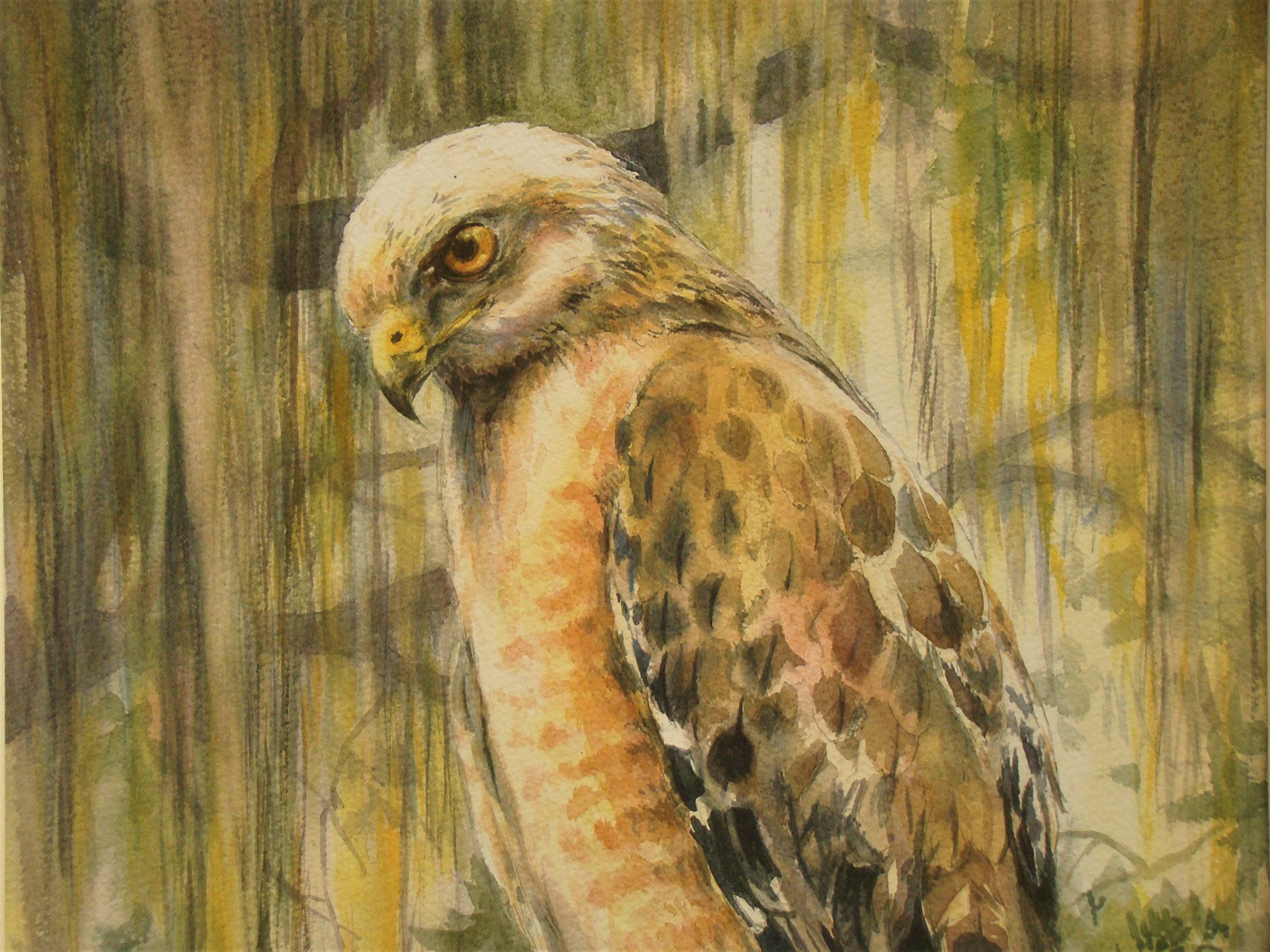 Hawk Print Watercolor Print Fine Art Print Watercolor Print | Etsy