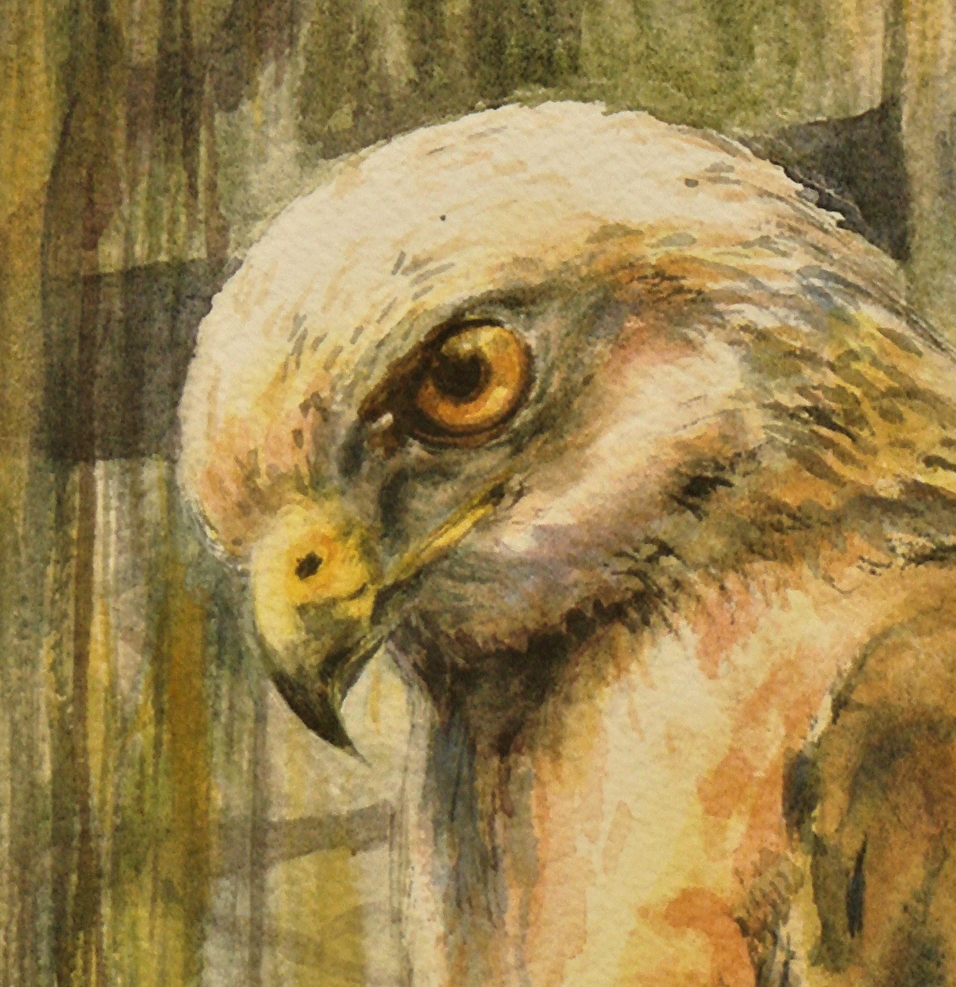 Hawk Print Watercolor Print Fine Art Print Watercolor Print | Etsy