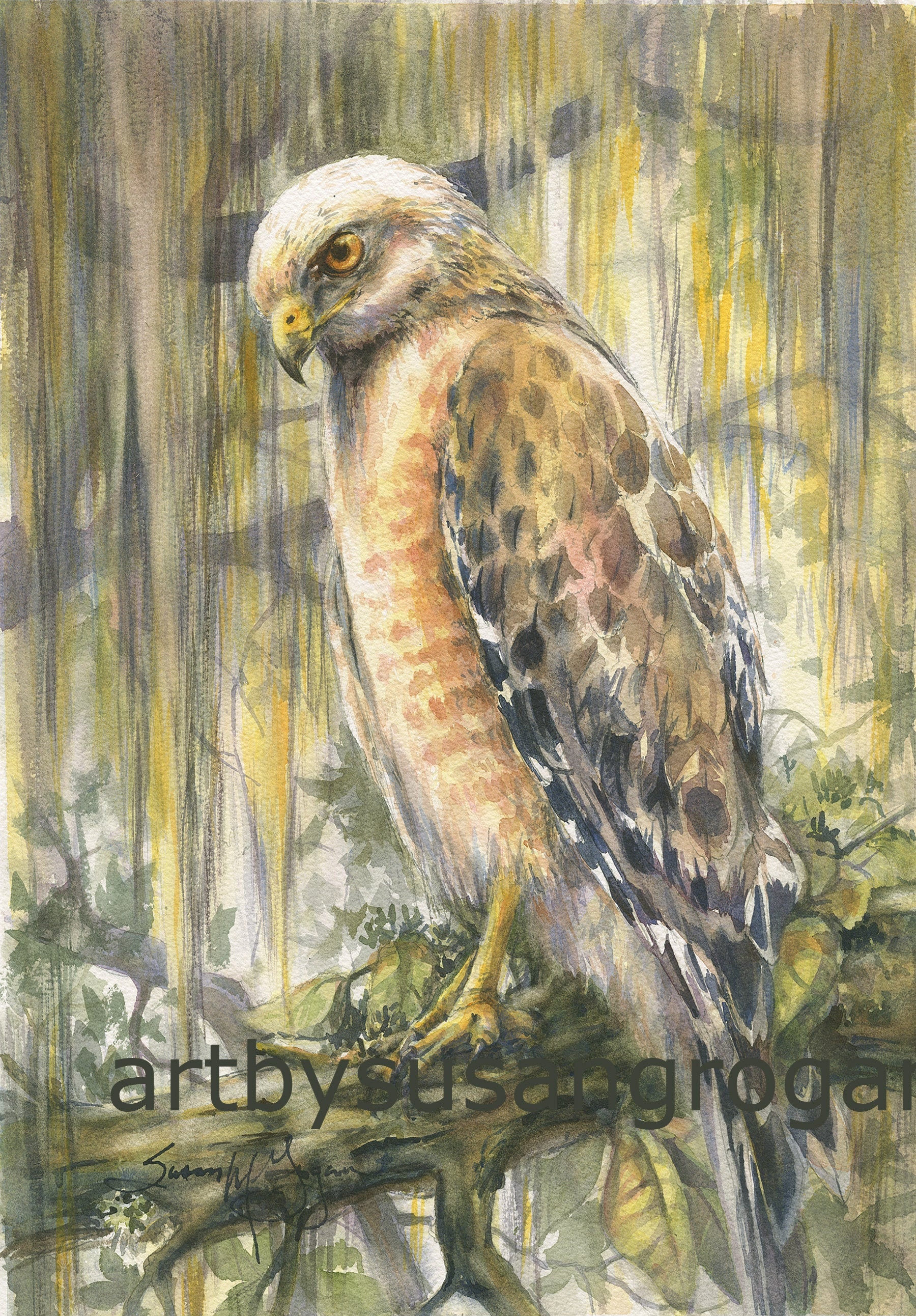 Hawk Print Watercolor Print Fine Art Print Watercolor Print | Etsy