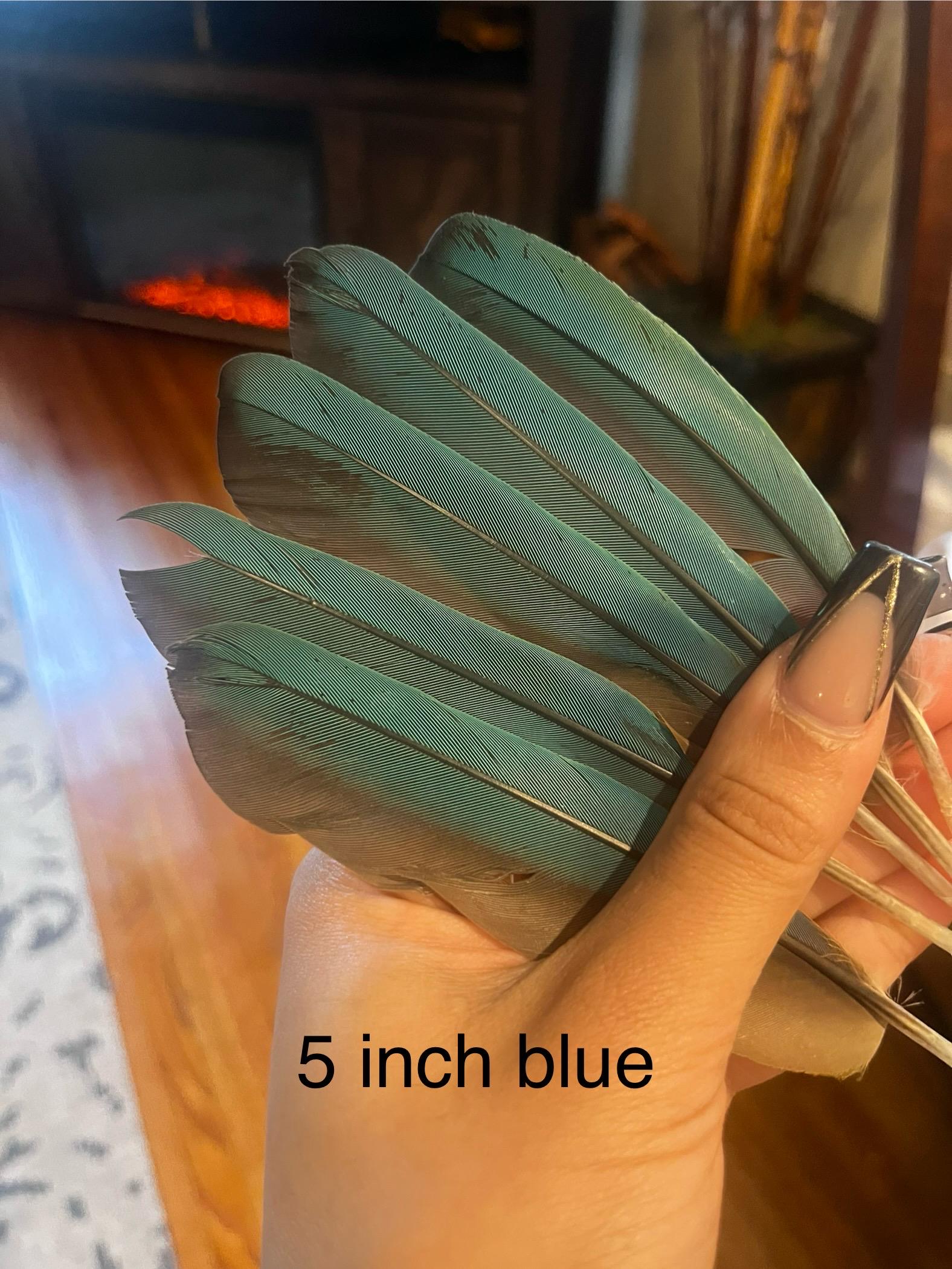 Rare Severe Macaw Flight Feathers, Blue Wing Feather for Crafts, Decor ...