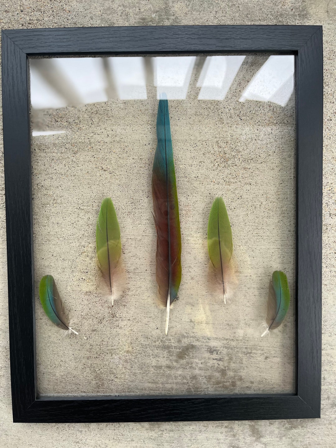 Severe Macaw Feather Displays - Etsy