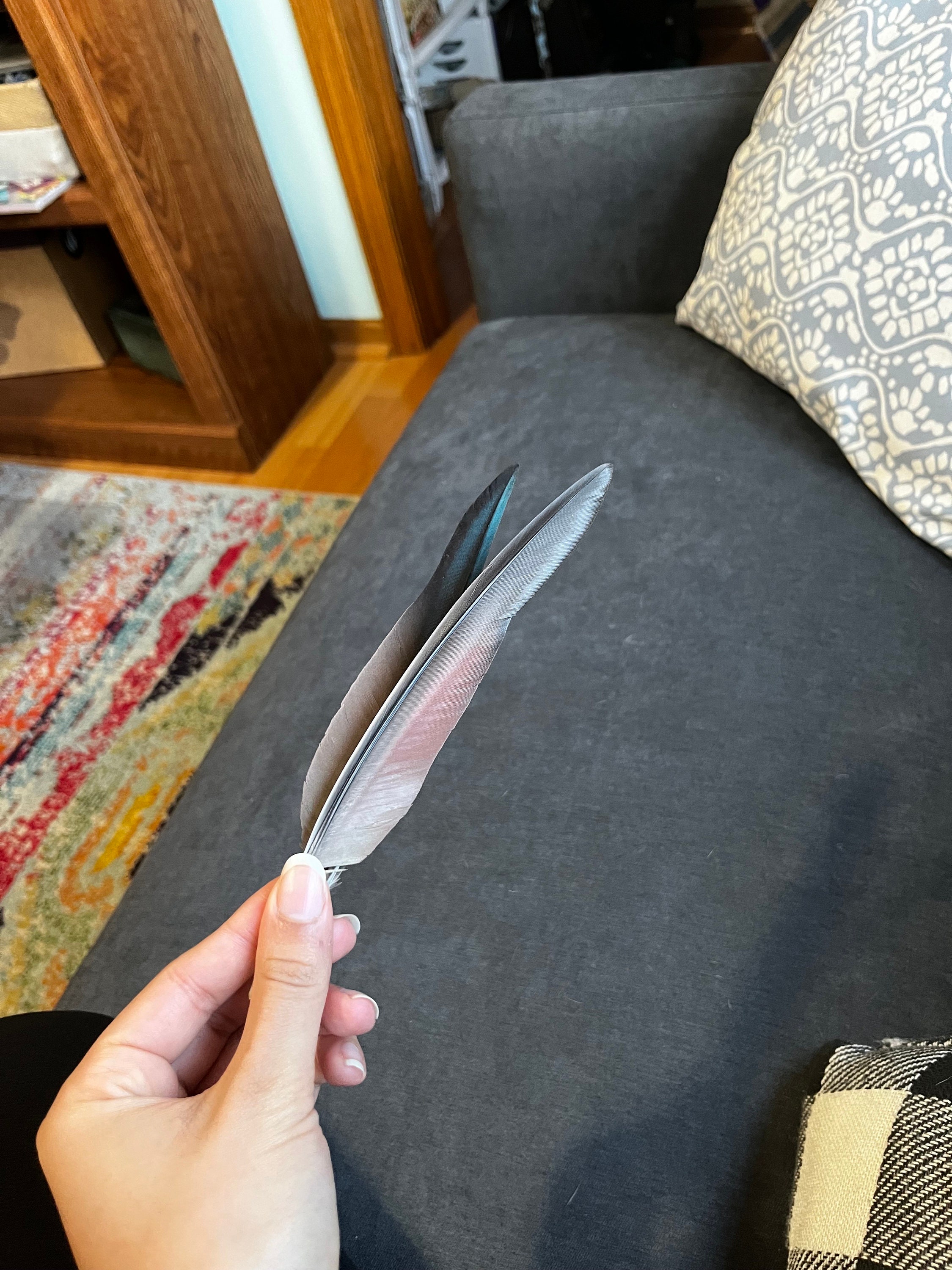 Rare Severe Macaw Flight Feathers, Blue Wing Feather for Crafts, Decor ...