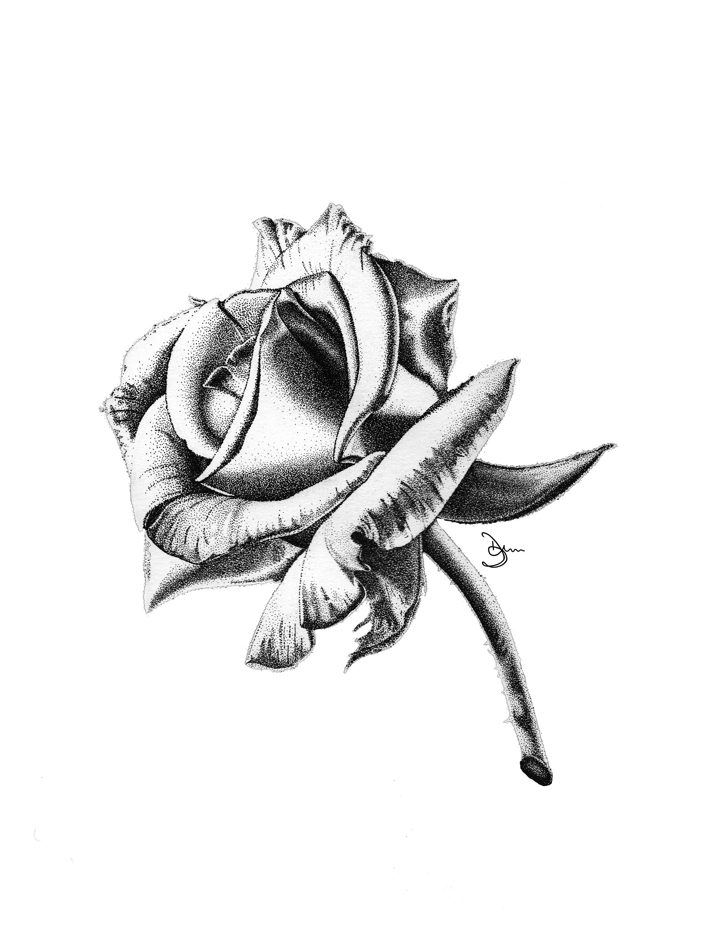 Rose Dotwork - Etsy