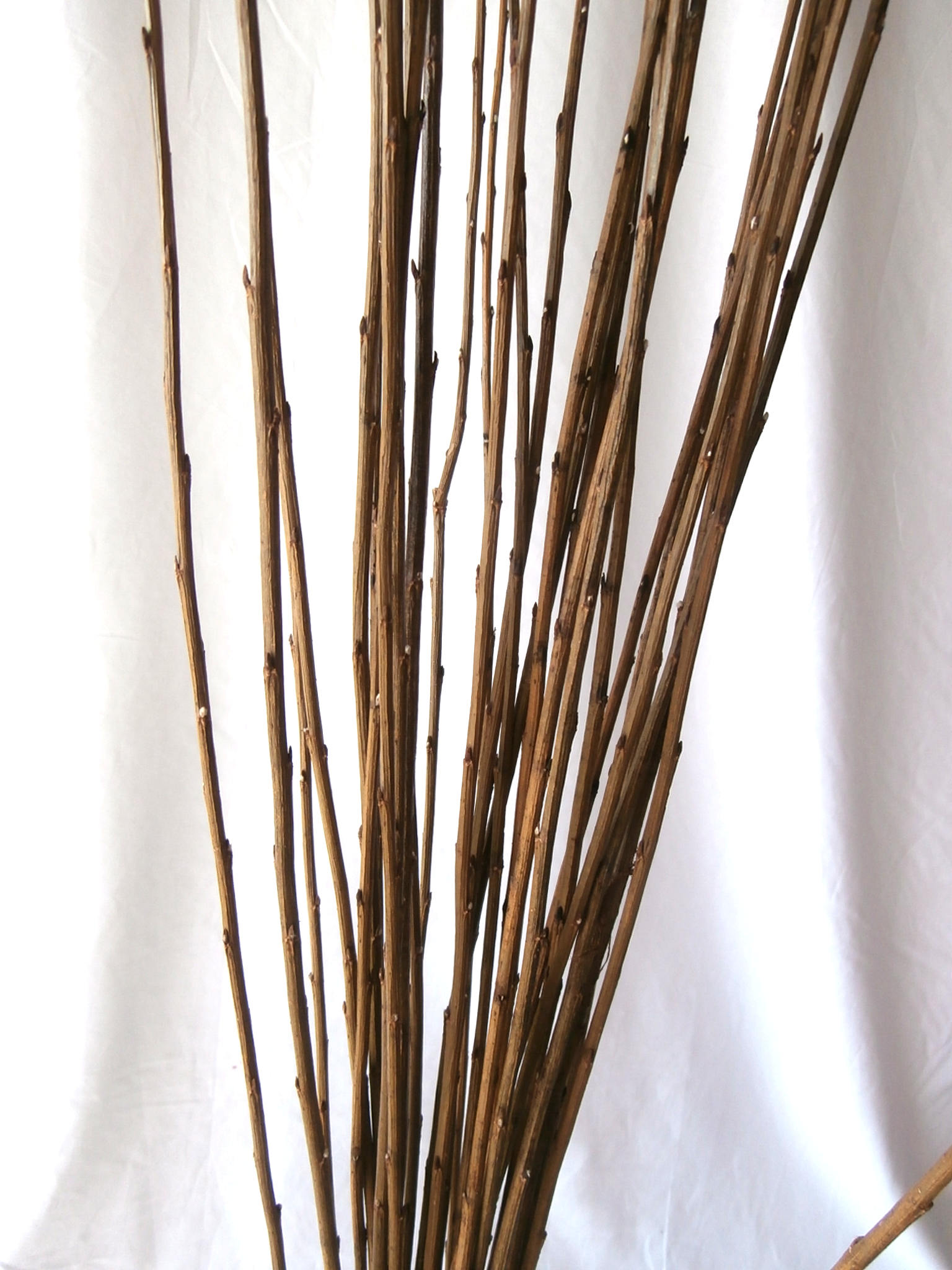 Willow Twig Bundle Straight Willow Branches Natural Willow | Etsy