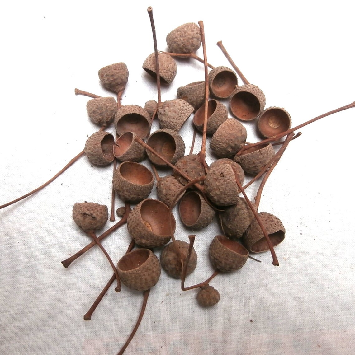 50g Dried Acorn Cups Acorns with Cups Dried Natural Acorn | Etsy