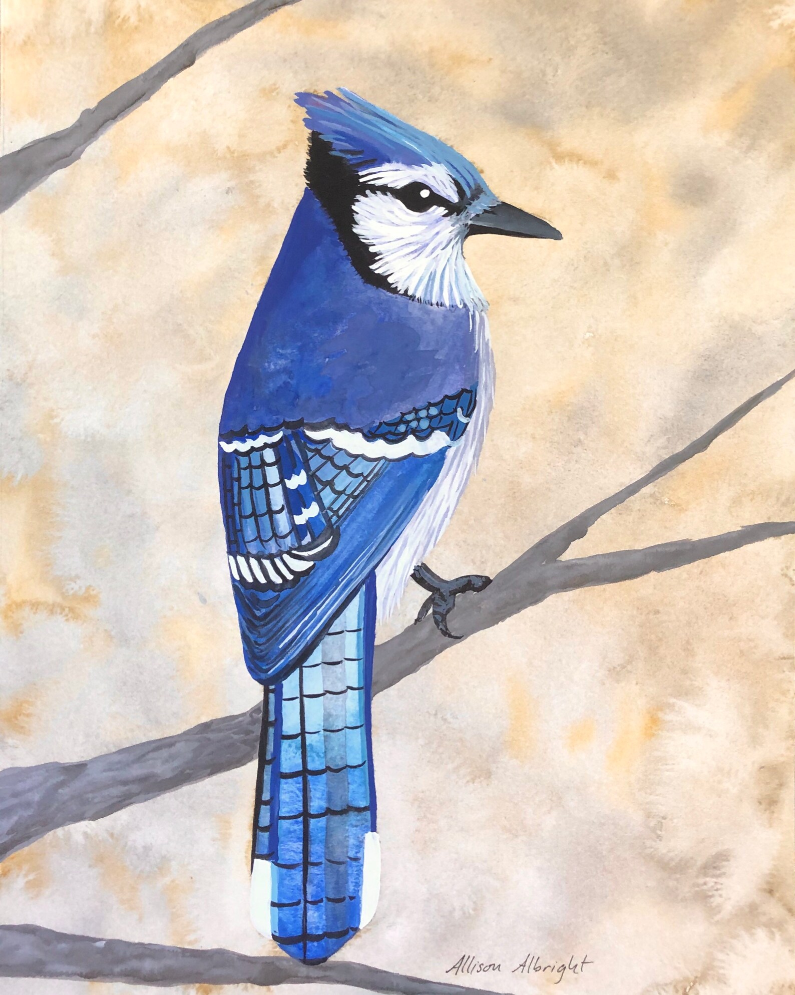 Blue Jay Art Print of Watercolor Painting, Bird Art, Bird Painting ...