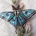 Iridescent Realistic Moth Embroidery Applique / High Quality Iron on ...
