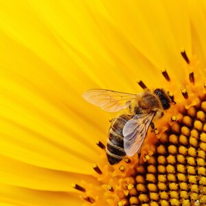 12 Shades of Cute Bees Instagram Highlight Icons | Instagram Highlight ...