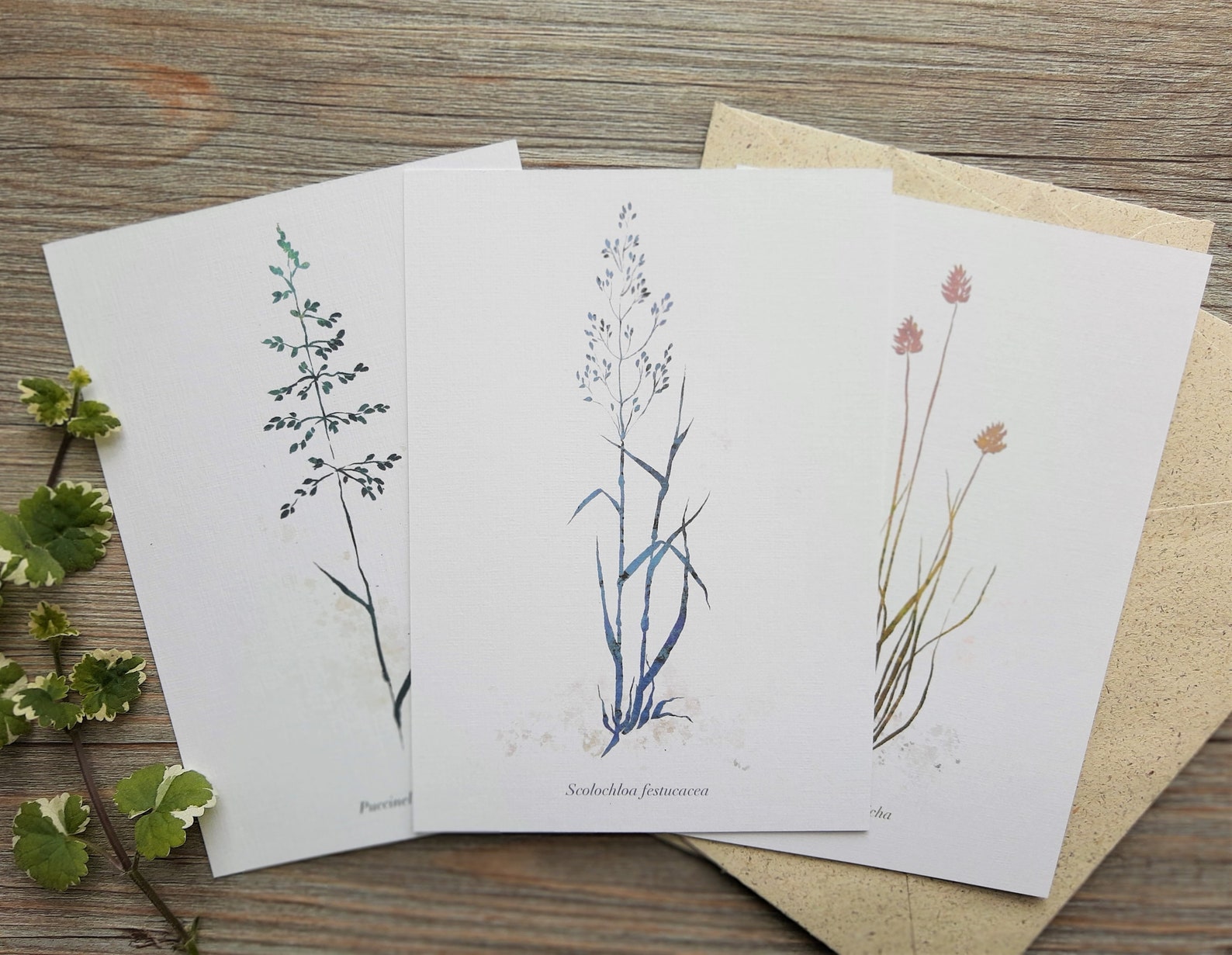 6 Greeting Cards Set "grasses" Consisting Of: 6 Cards and 6 Envelopes ...
