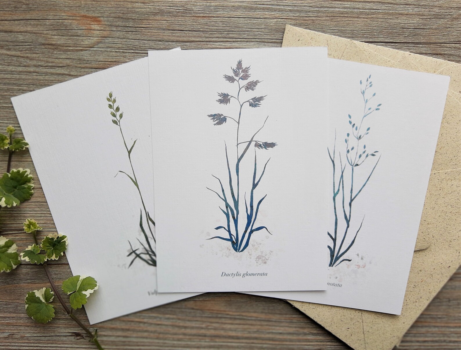 6 Greeting Cards Set "grasses" Consisting Of: 6 Cards and 6 Envelopes ...