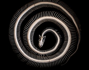 Python Skeleton - Etsy