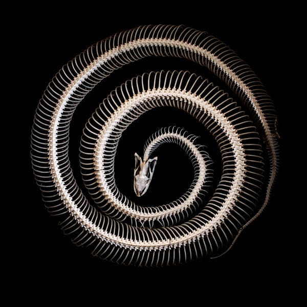 Real Snake Skeleton - Etsy