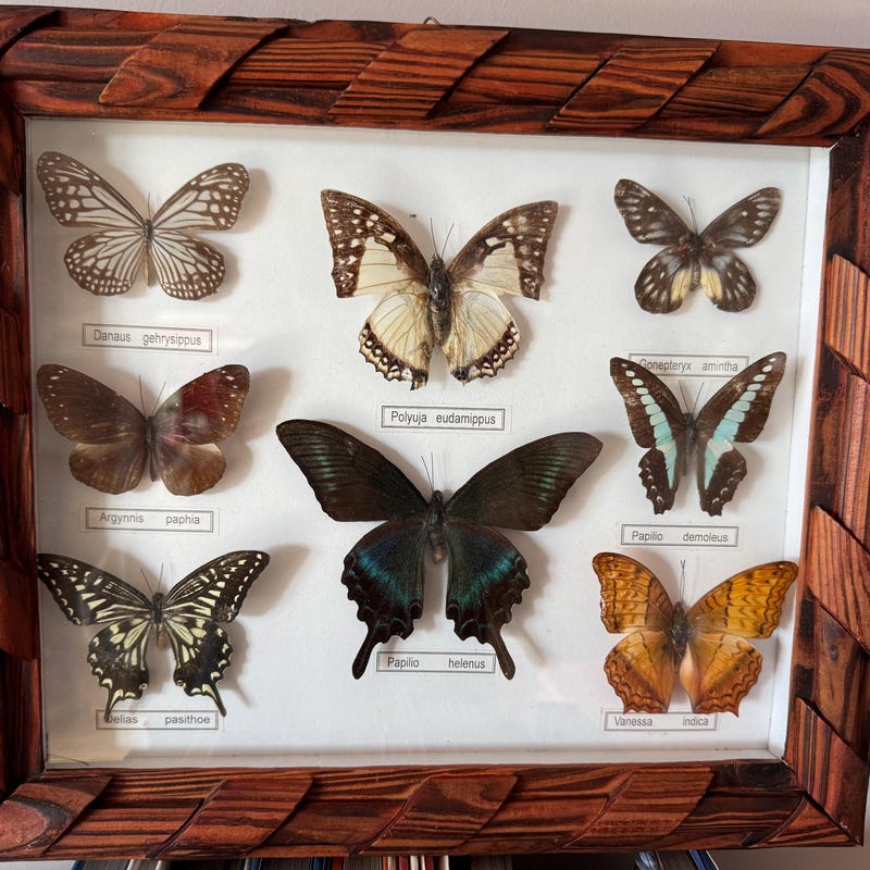 Butterfly Collection - Etsy
