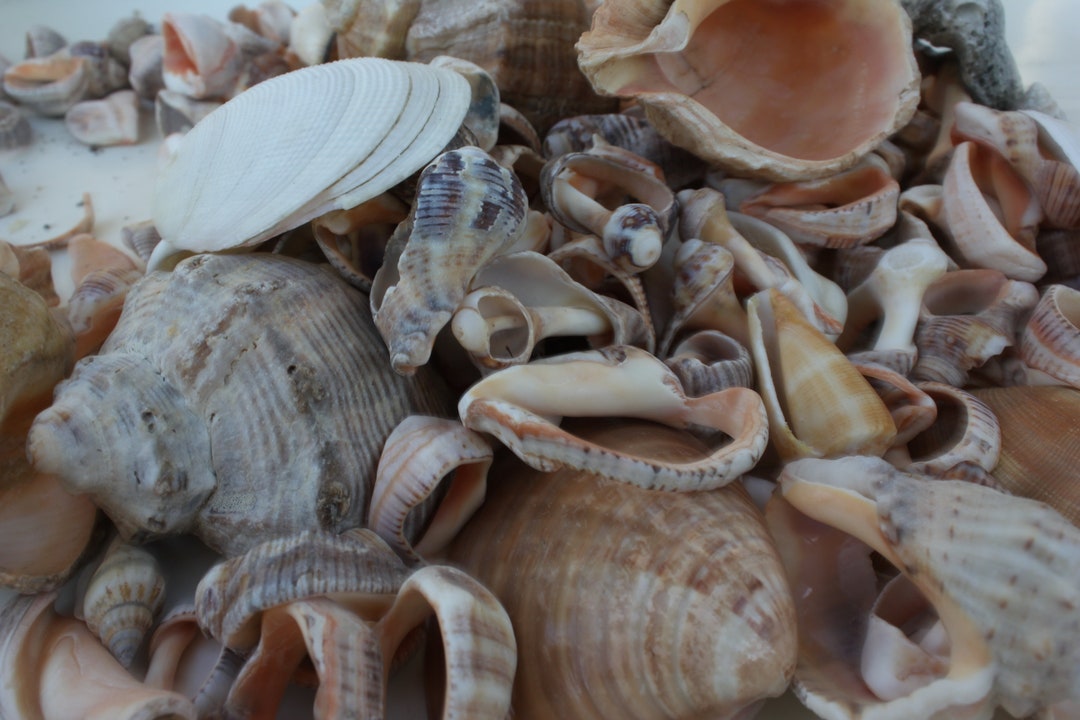 Assorted Sea Shells: Middle Size Scallops for Wedding Decor - Etsy