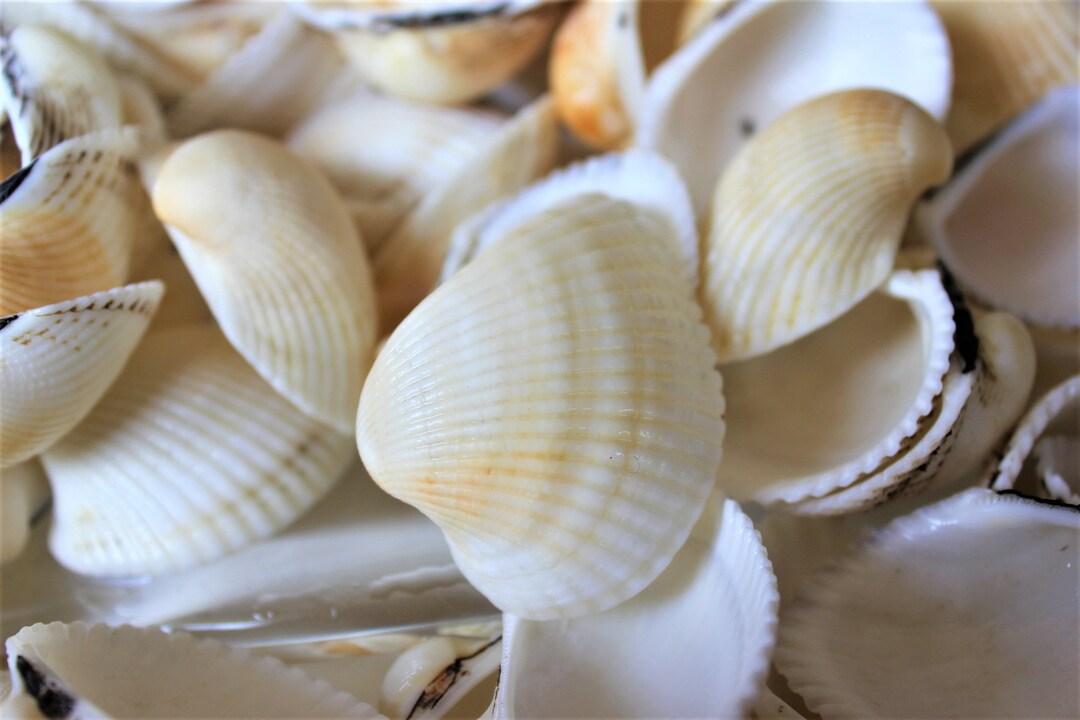 Sea Shells Scallops for Marine Theme Wedding Table Decoration Guests ...