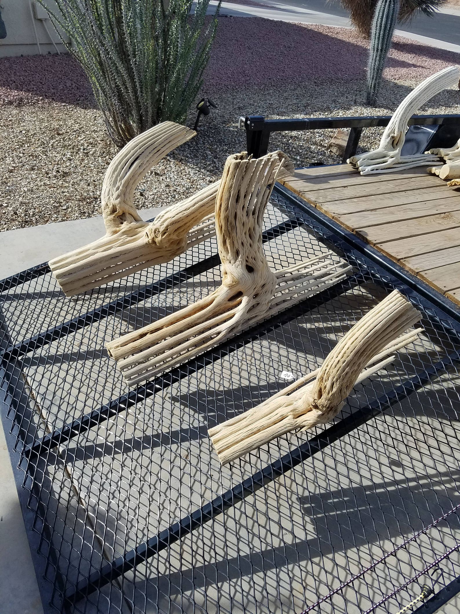 Saguaro Skeleton Cactus Arizona Desert Art - Etsy