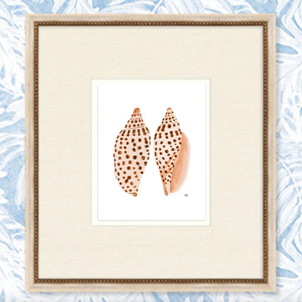 Florida Shell - Etsy