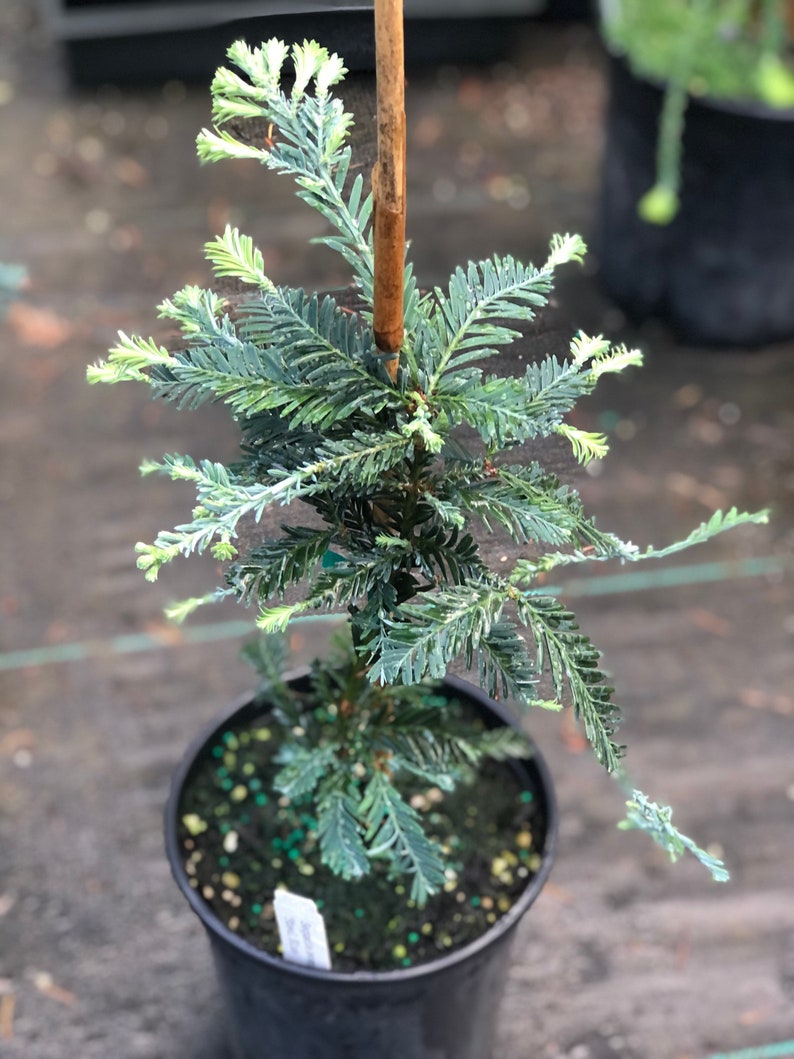 Sequoia Sempervirens steel Blue - Etsy