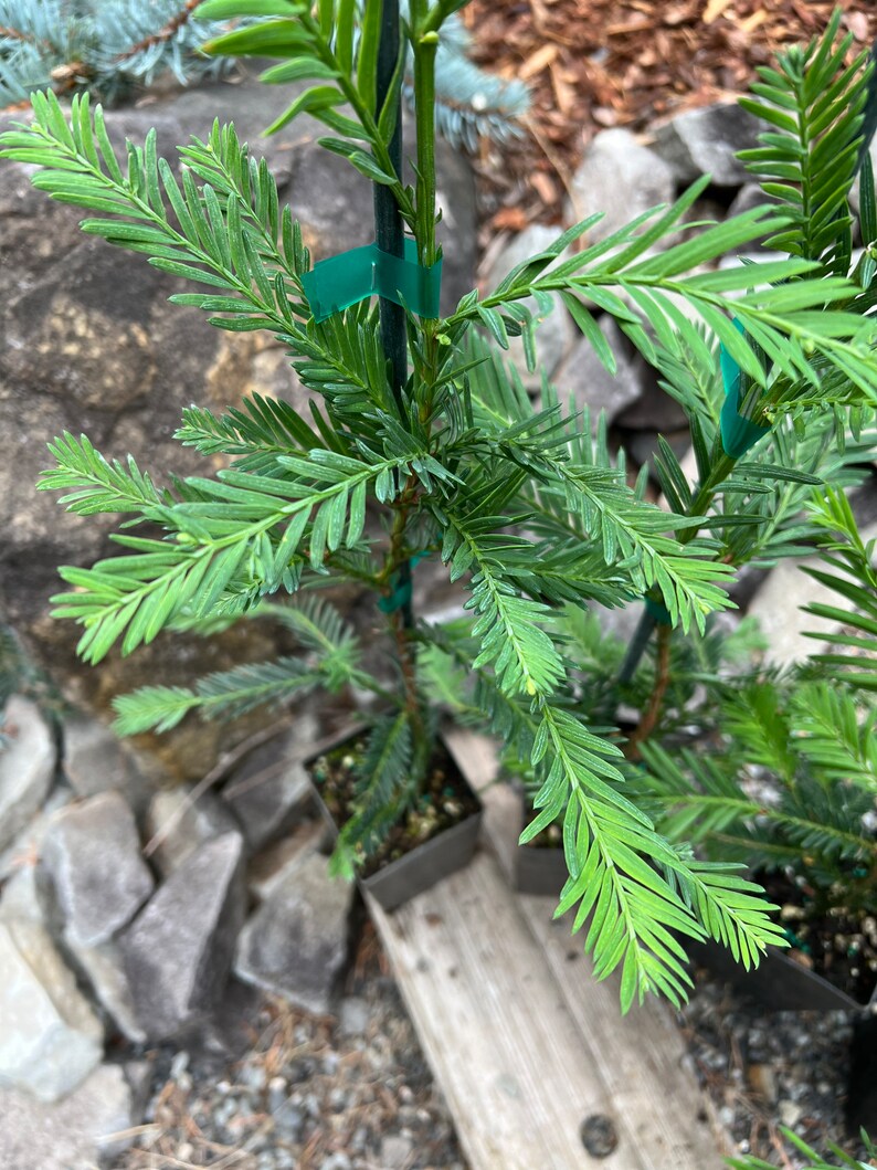 Set of 4 Sequoia Sempervirens aptos Blue - Etsy