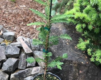 Coast Redwood Tree Seedling Sequoia Sempervirens SMALL - Etsy
