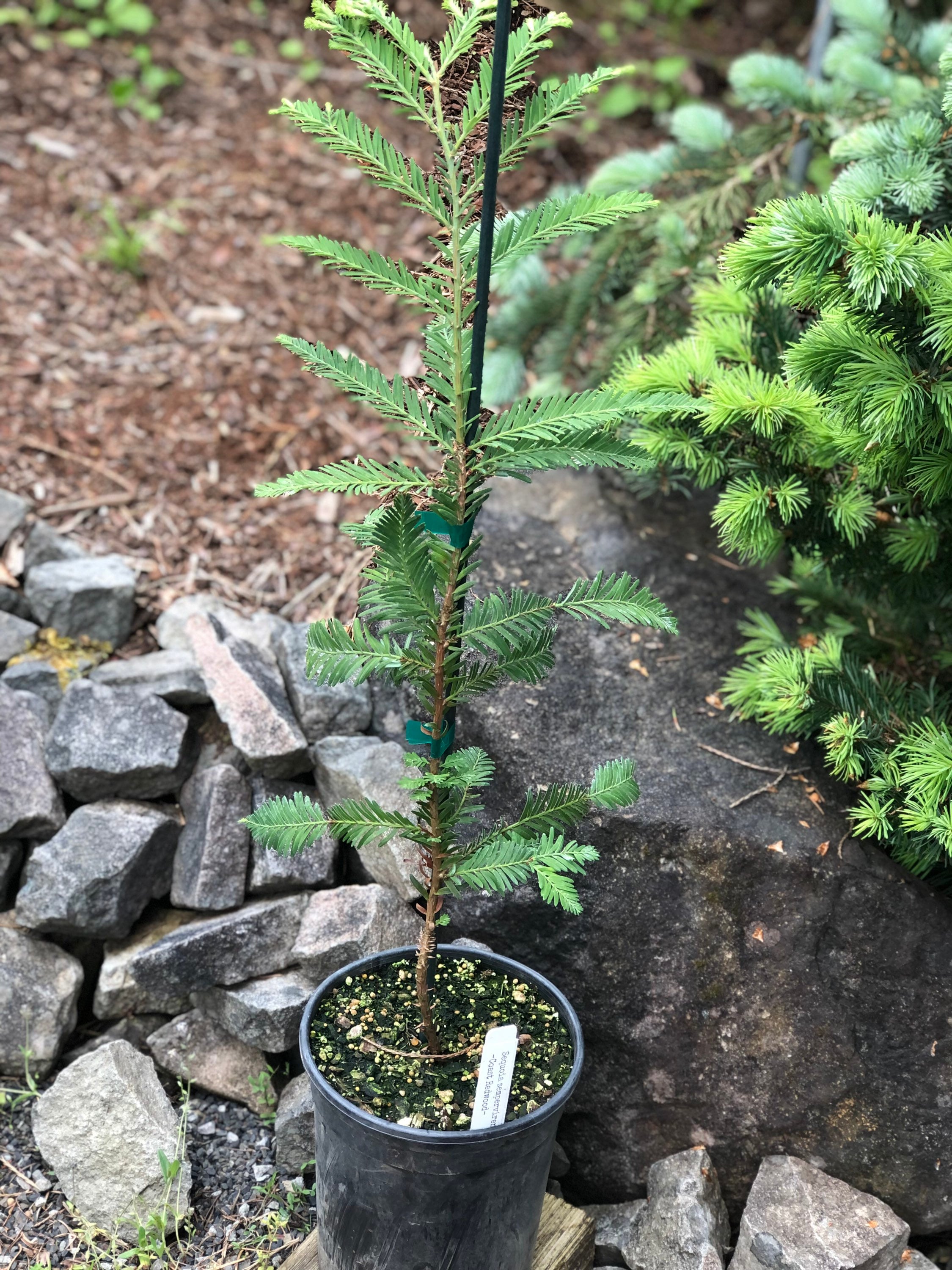 Coast Redwood Bonsai