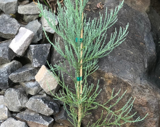 Sequoiadendron Giganteum powder Blue - Etsy