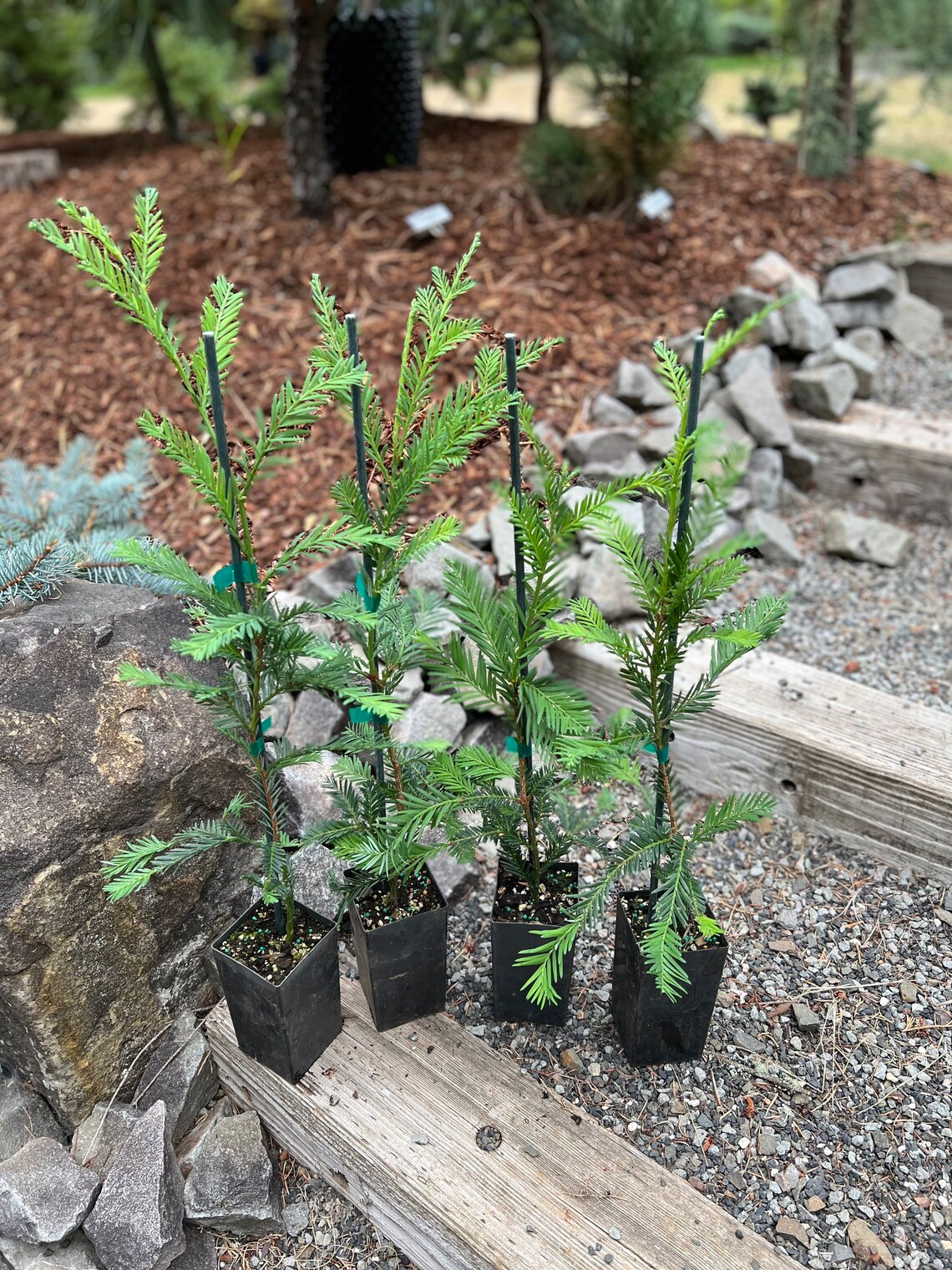 Set of 4 Sequoia Sempervirens aptos Blue - Etsy