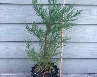 Giant Sequoia Evergreen Tree - Etsy
