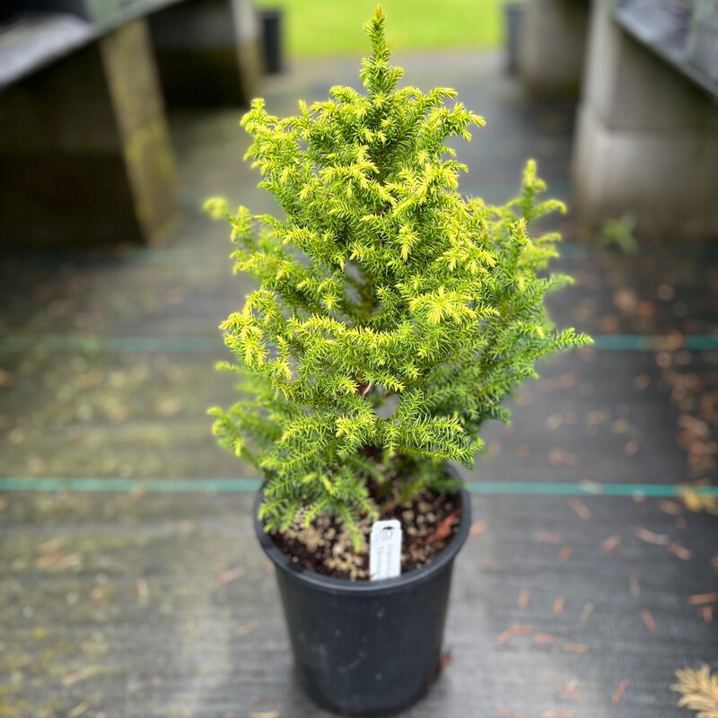 Dwarf Japanese Cedar - Etsy