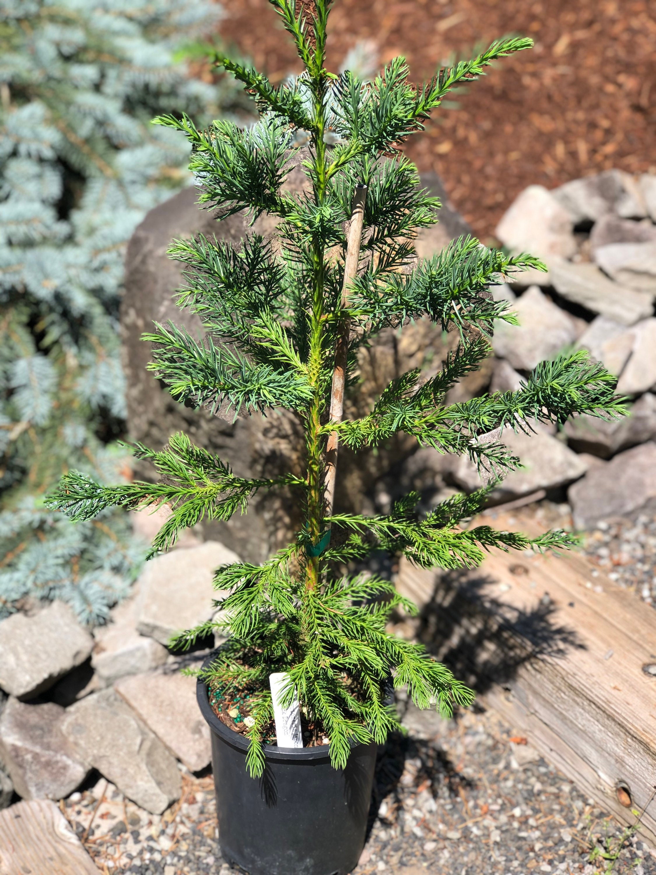 Cryptomeria Japonica Black Dragon