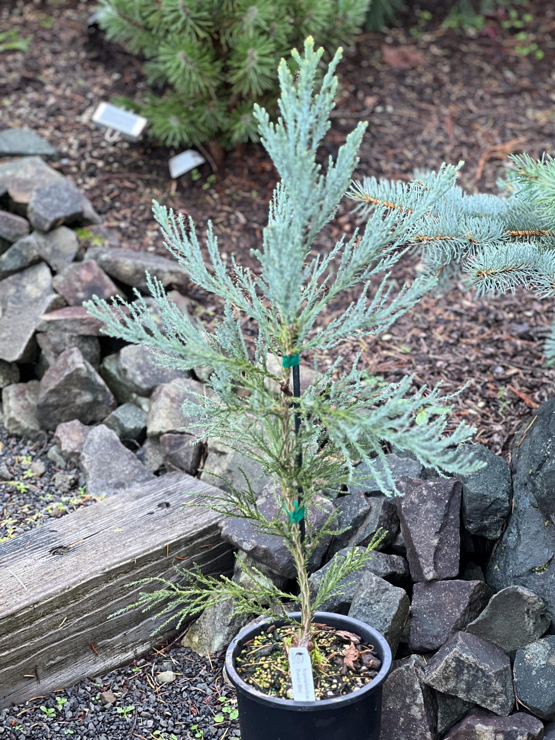 Sequoiadendron Giganteum ‘powder Blue’ - Etsy