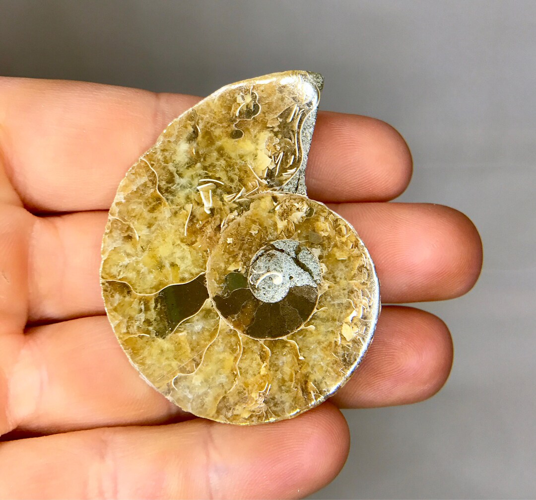 Opalized Ammonite Fossil Specimen - Genuine Ammonite Fossil - Rainbow ...