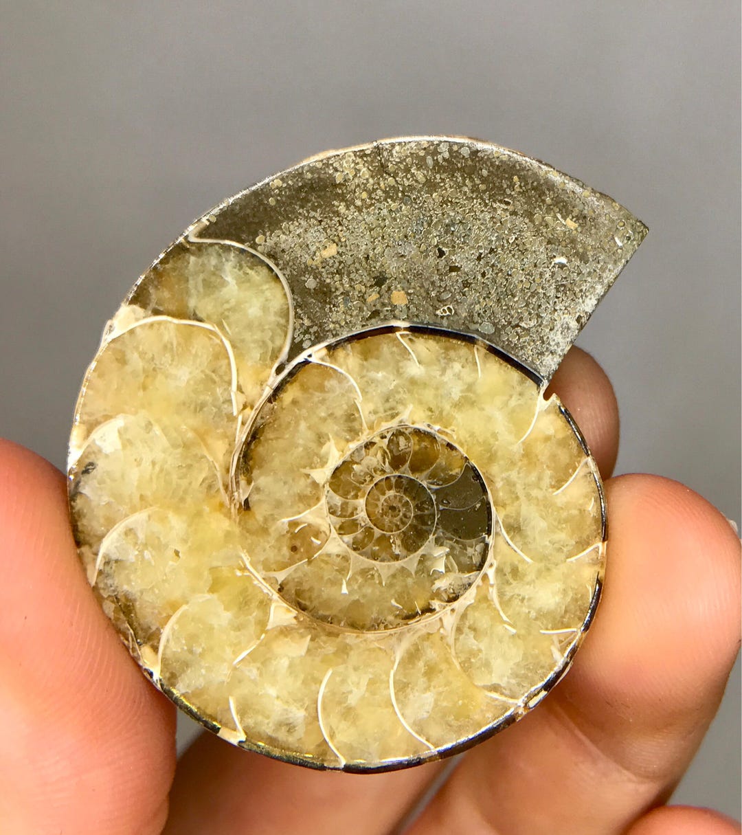 Opalized Ammonite Fossil Specimen Genuine Ammonite Fossil Rainbow Fire ...