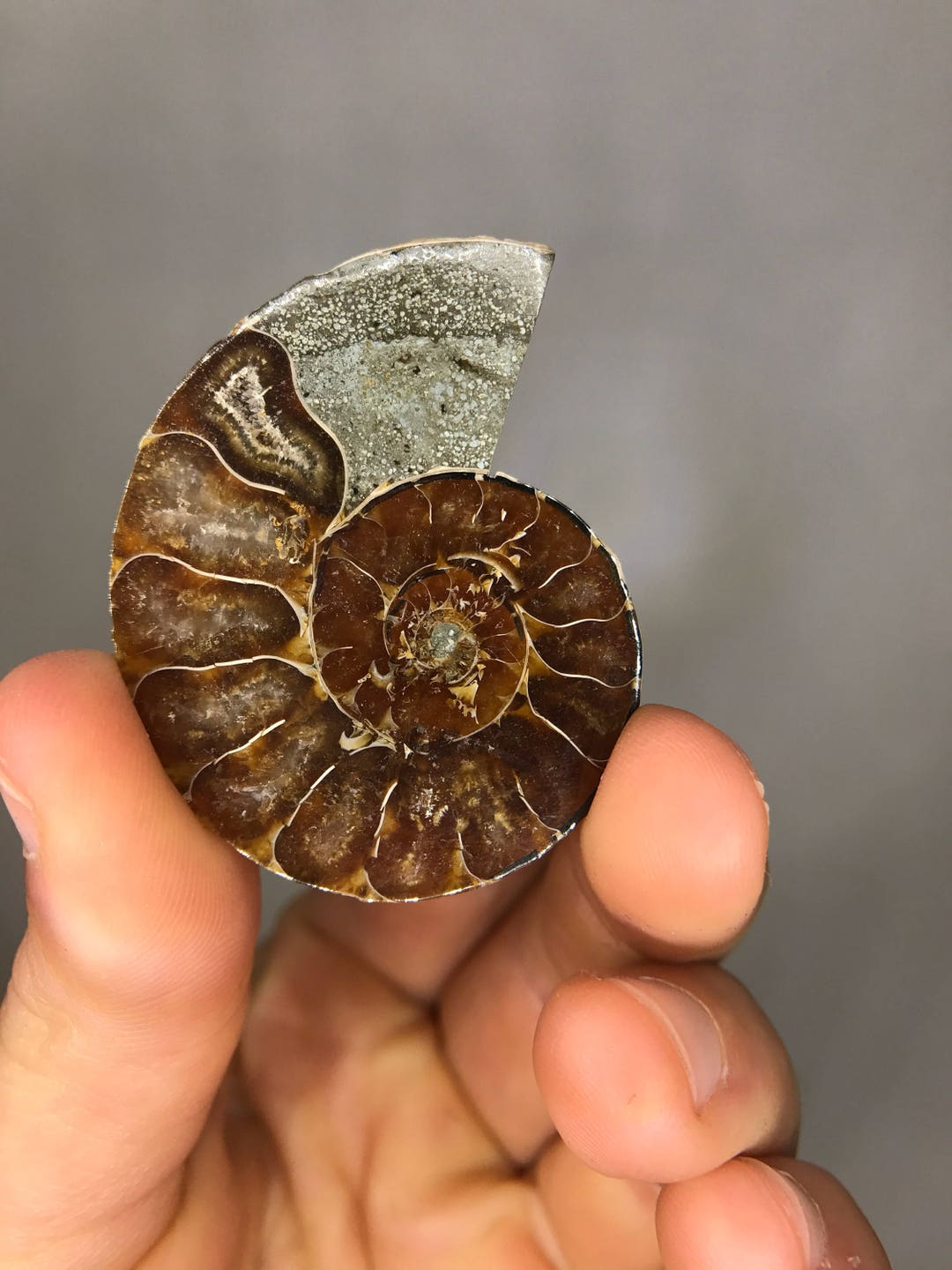 Rainbow Ammonite Fossil Specimen - Genuine Opalized Ammonite Fossil ...