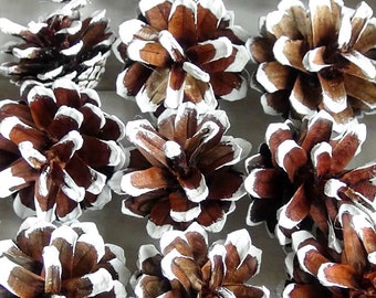 White pine cones | Etsy