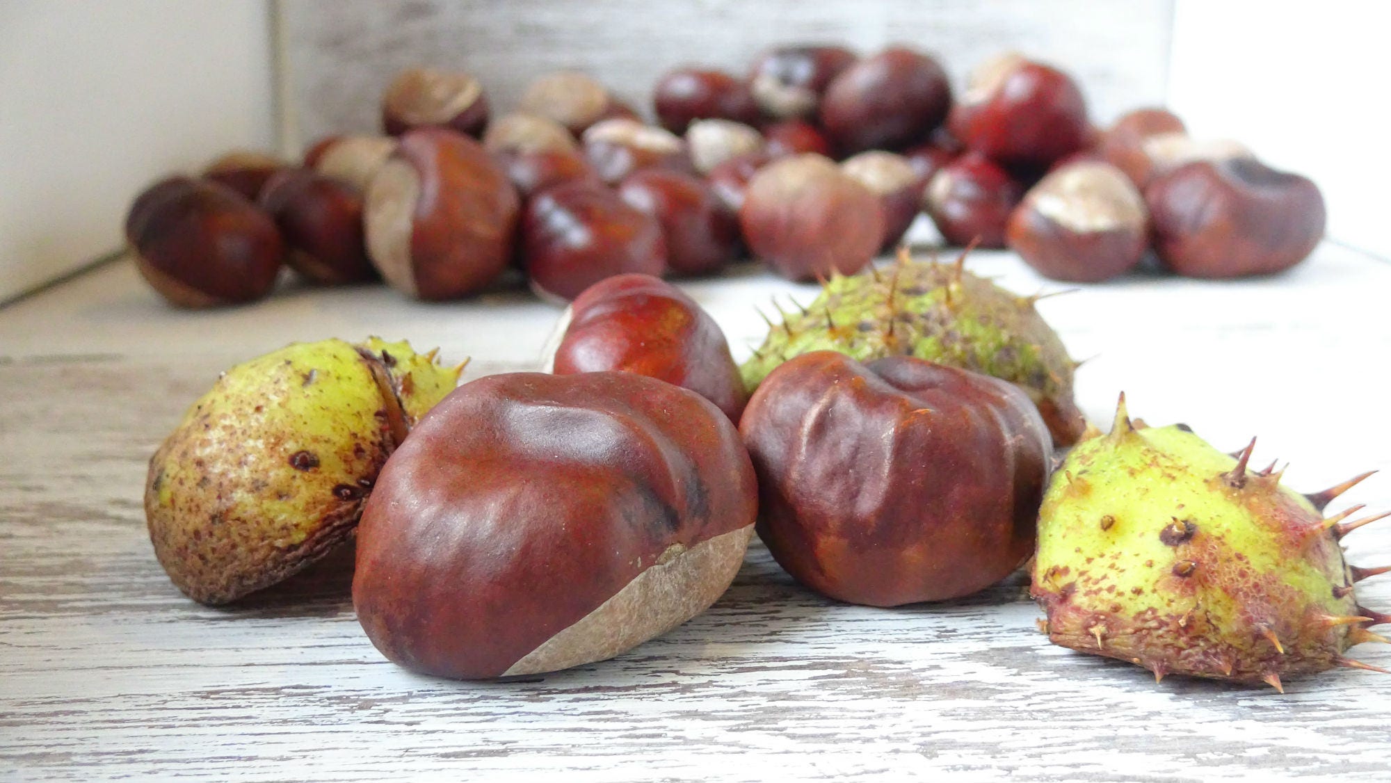500g( ~ 50 Pieces) Horse Chestnuts,dried Horse Chestnuts,diy,vase ...