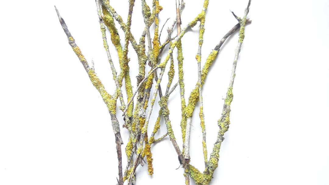 Yellow Sticks,wood Sticks,yellow Mossy Twigs for Craft,cut Twigs,mossy ...